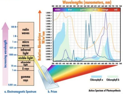 What Are The Growth Spectrum? | LED Grow Light LEDprincess: We Offer ...
